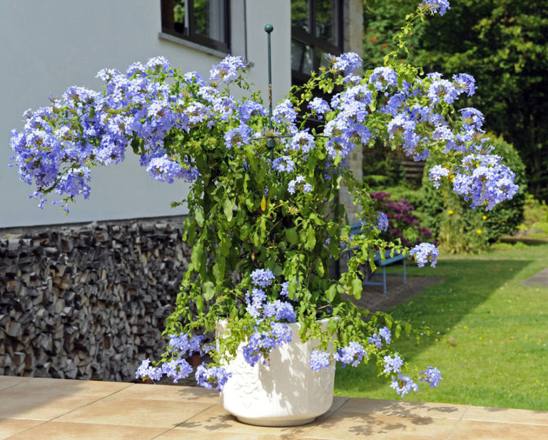 9 types de fleurs superbes à mettre en plein soleil pour embellir ...