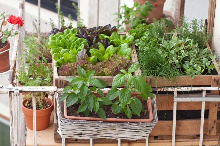 Comment cultiver un potager en pots avec des résultats surprenants ...