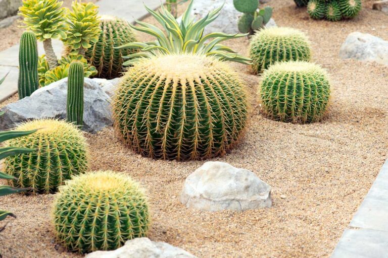 7 idées éblouissantes pour transformer votre jardin rocailleux en un ...