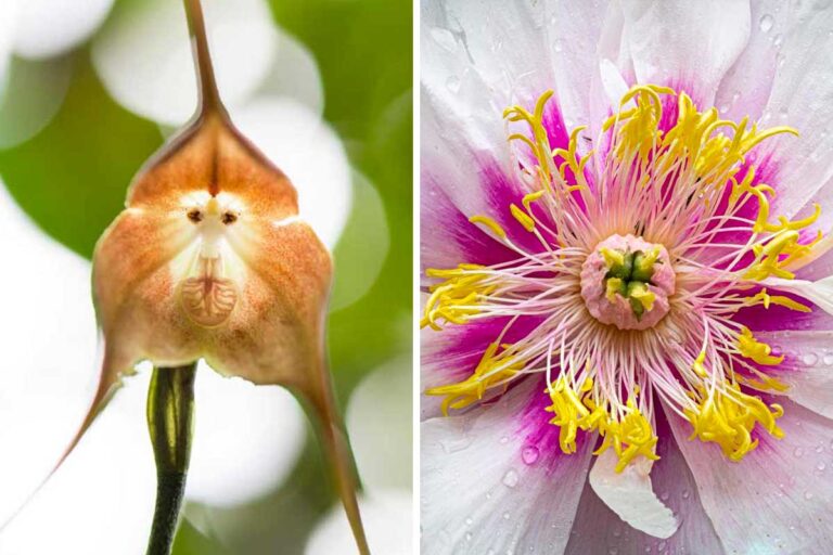 10 variétés de fleurs rares qui vont impressionner vos voisins