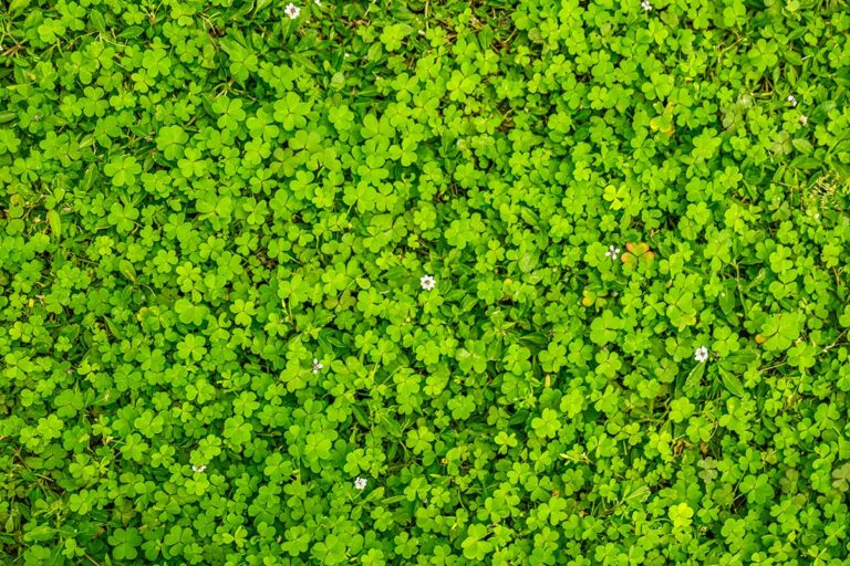 Lippia (Phyla Nodiflora) : le choix intelligent pour un gazon sans ...