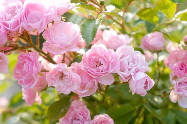 Cultivez un rosier à partir d'une seule rose : les secrets pour une ...