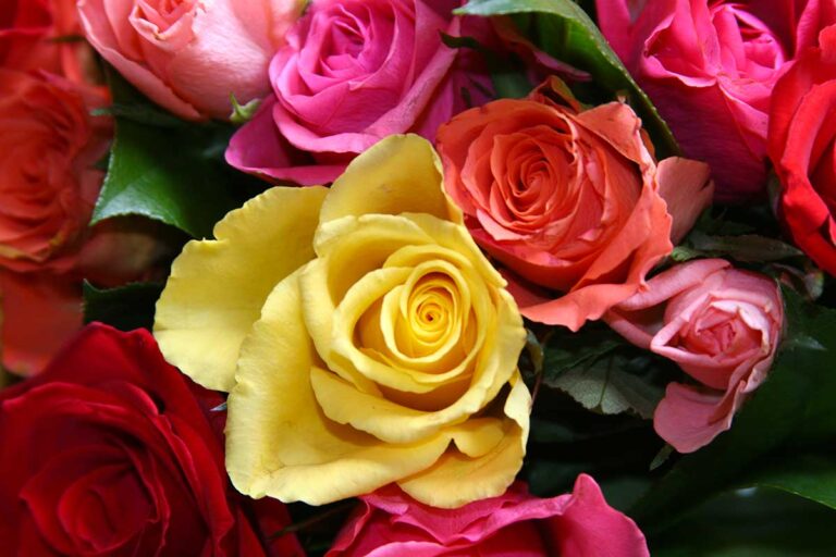 La couleur des roses : quelle signification et lesquelles offrir selon ...
